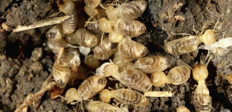 Types of Termites: Primary Types of Australian Termites - Termite ...